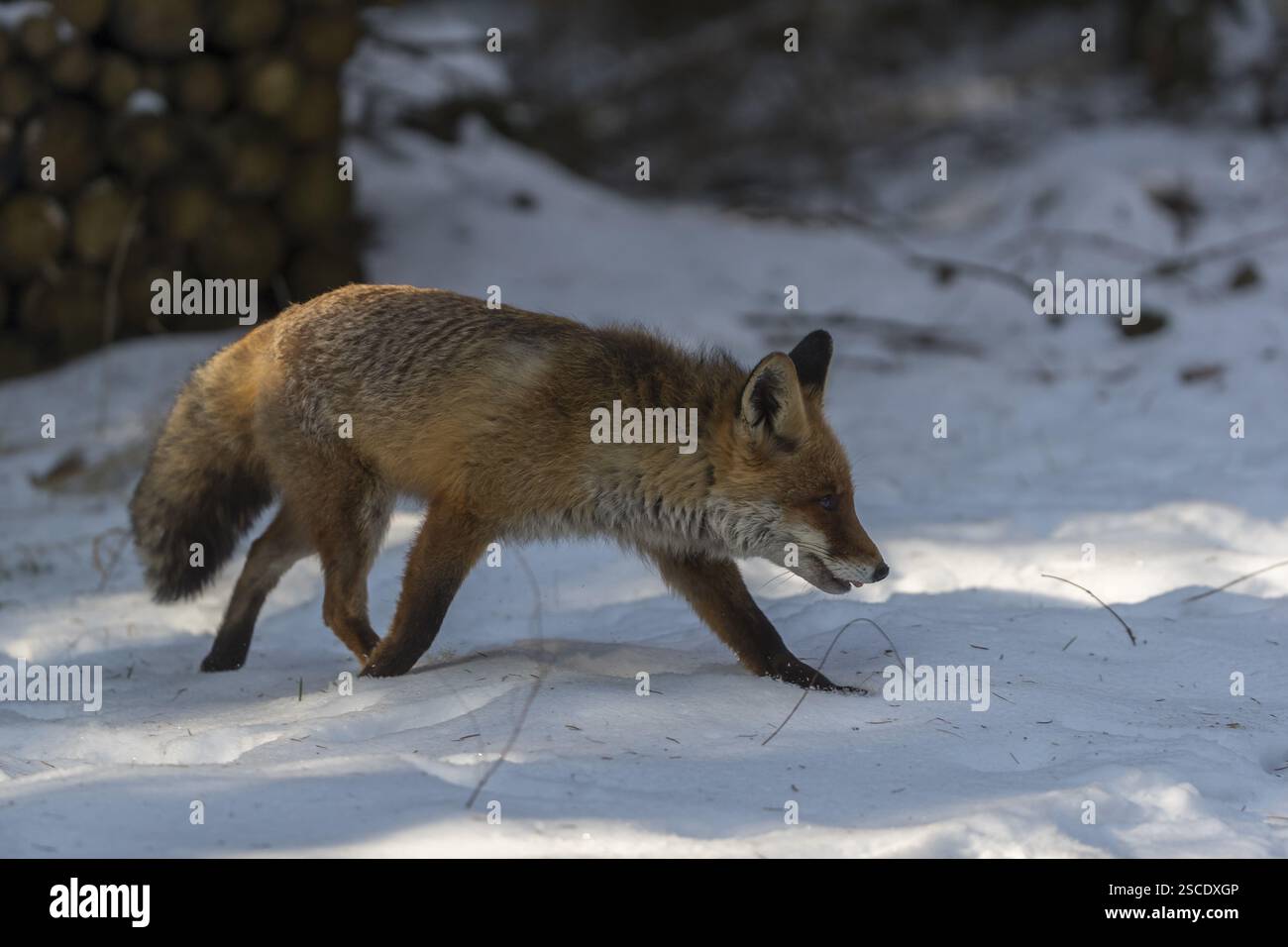 One red fox, Vulpes vulpes, standing in front of a stack of wood in a ...