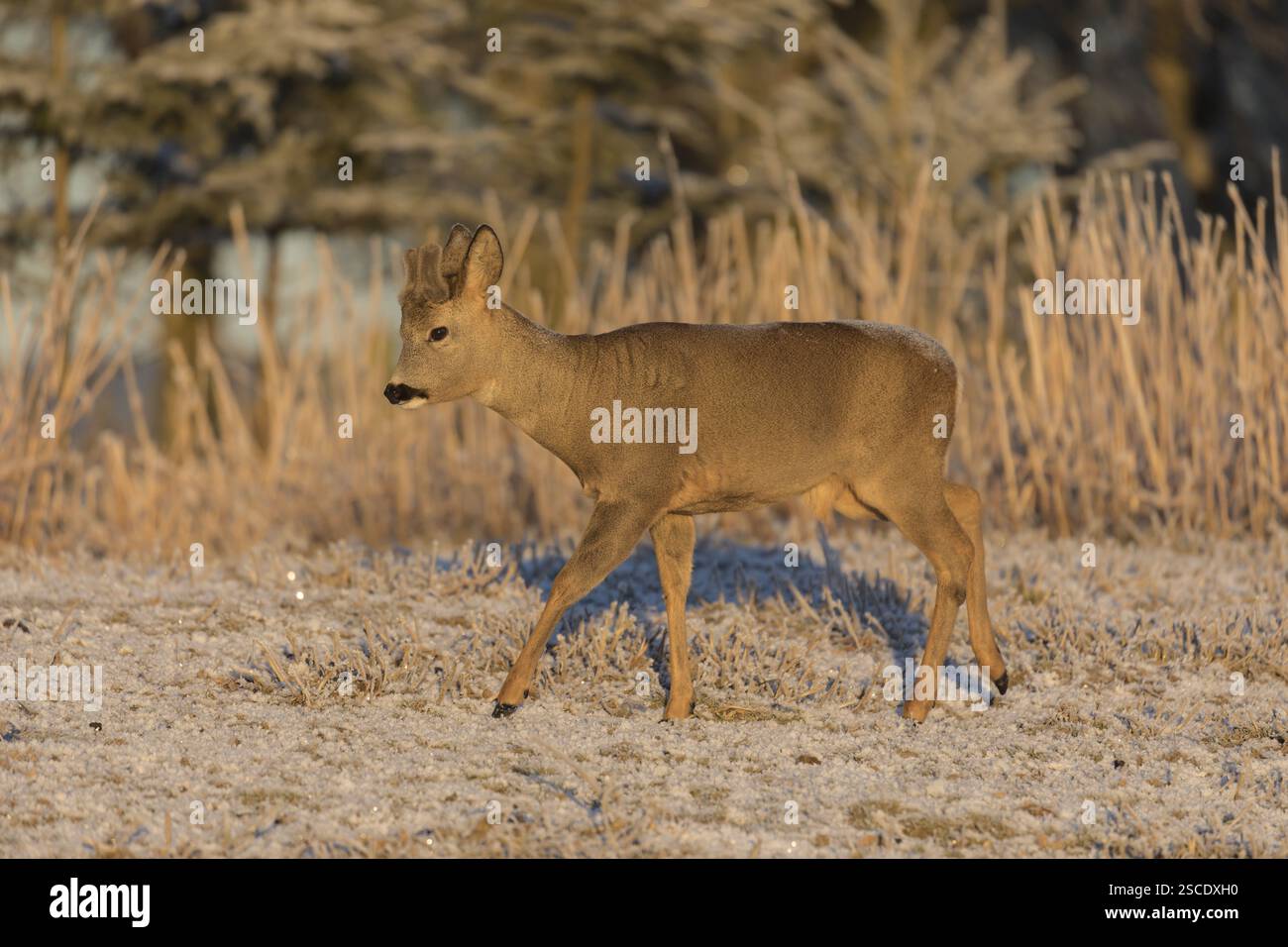Roe deer on hoar frosted meadow at minus 15 °C at sunrise. Trees and ...