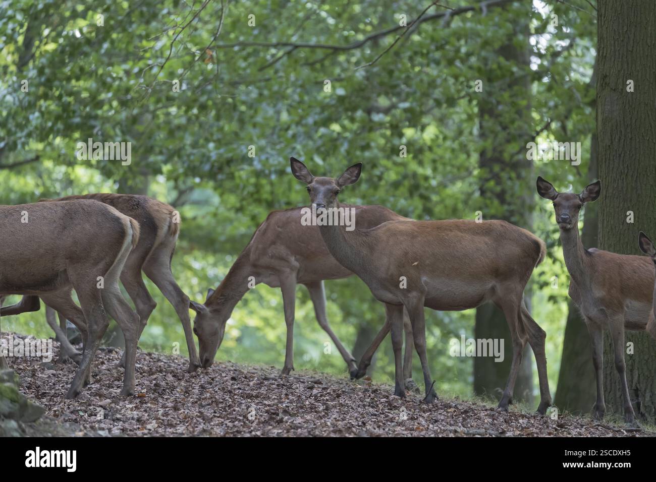 A flock of female and young Red Deer in a forest Stock Photo - Alamy