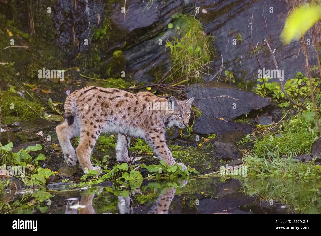 A Eurasian lynx, (Lynx lynx) runs between a small pond and a very small ...