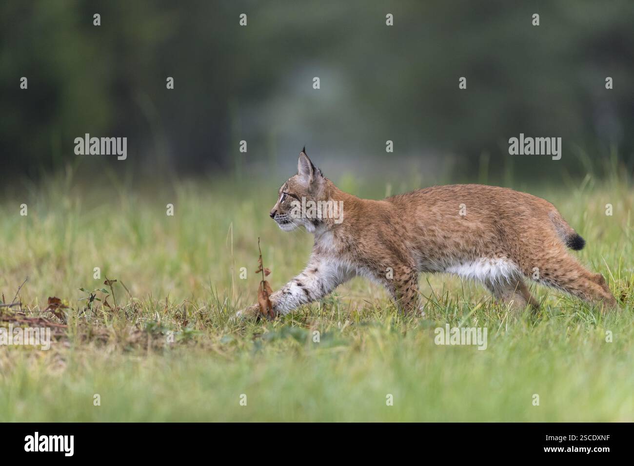 One young Eurasian lynx, (Lynx lynx), running over a meadow. Green ...