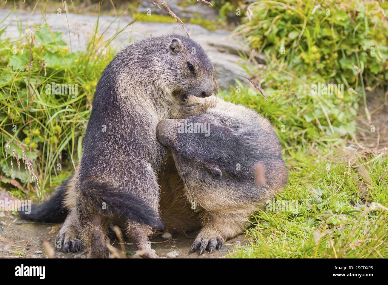 One adult Alpine Marmot, Marmota marmota, and one young marmot playing with each other Stock ...