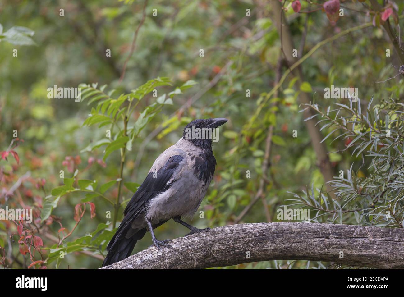 One adult carrion crow, Corvus corone, sitting on a branch. Green ...