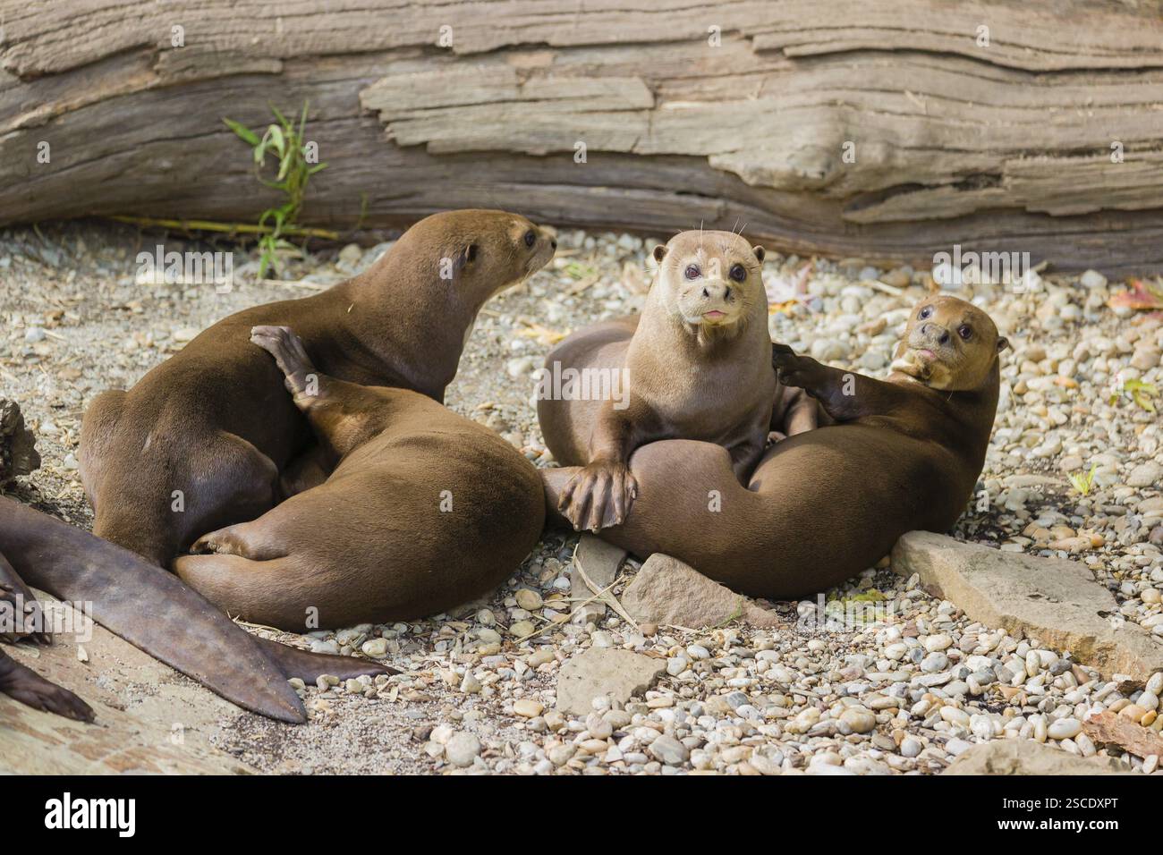 A family of giant otter or giant river otter (Pteronura brasiliensis ...
