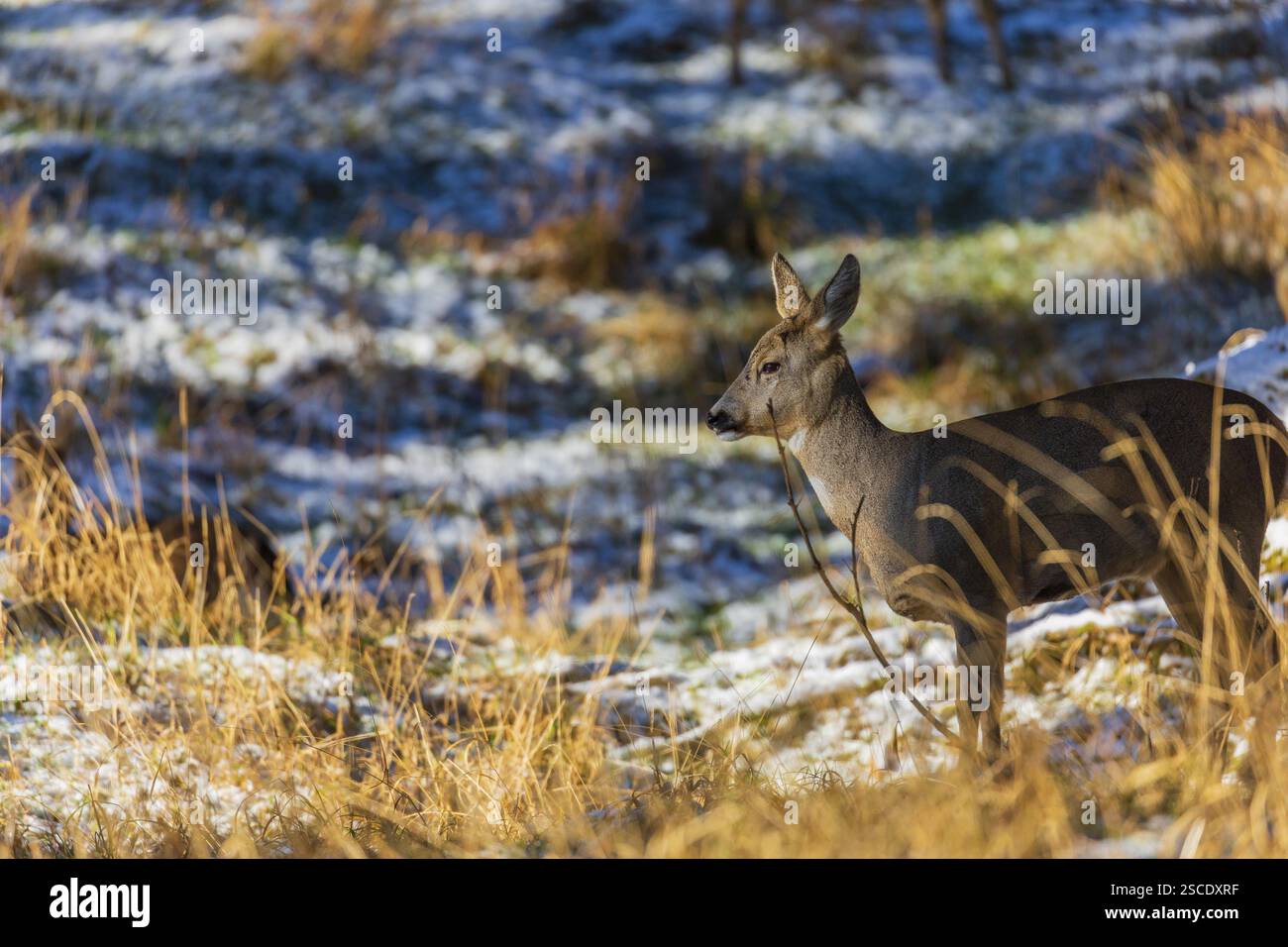 One female Roe Deer, Roe buck (Capreolus capreolus), stands in a snowy ...