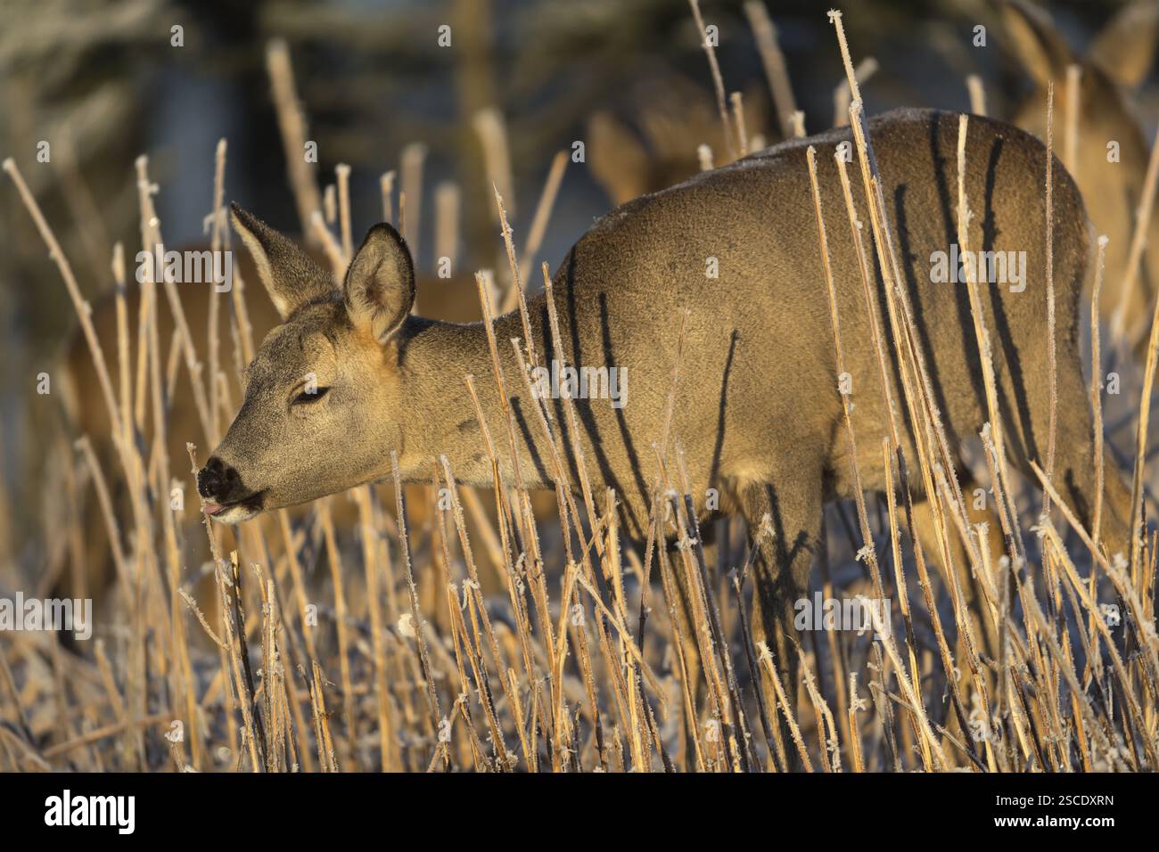 Roe deer standing in hoar frosted dead stinging nettle at minus 15 Â°C ...