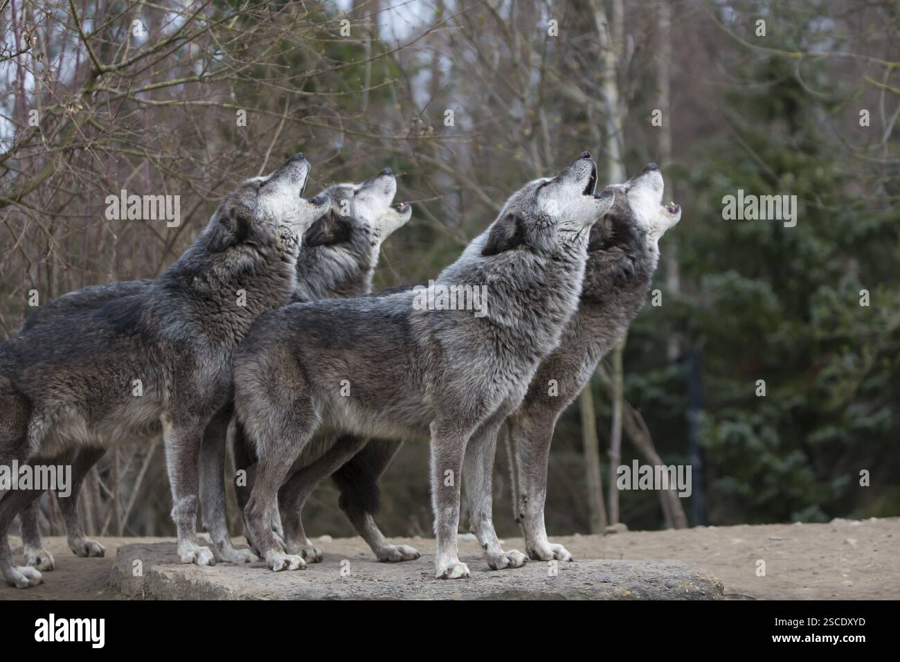 Four Northern Timber wolves (Canis lupus occidentalis), or Mackenzie ...