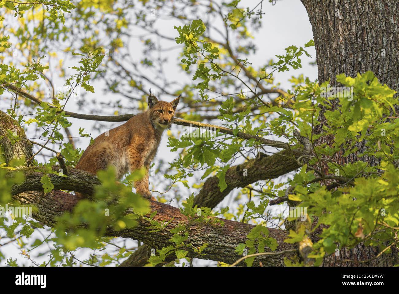 A Eurasian lynx, (Lynx lynx) sits on a branch high up in a big tree ...