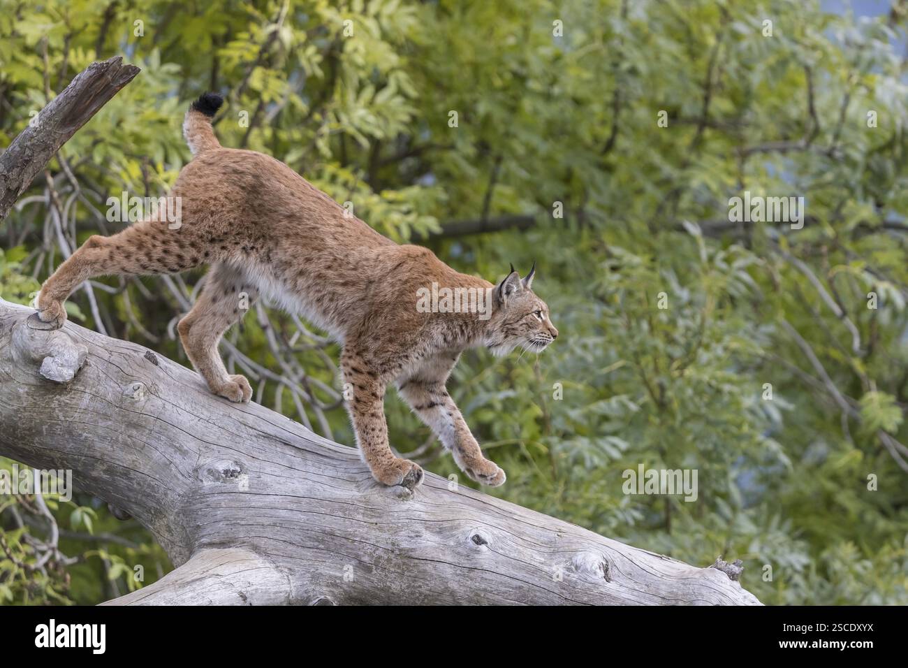 One Eurasian lynx, (Lynx lynx), walking down a fallen tree. Side view ...