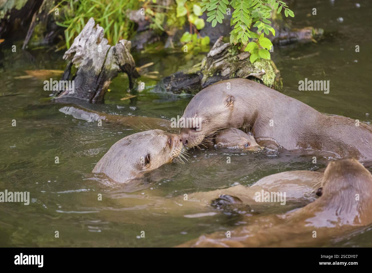 An adult giant otter or giant river otter (Pteronura brasiliensis ...