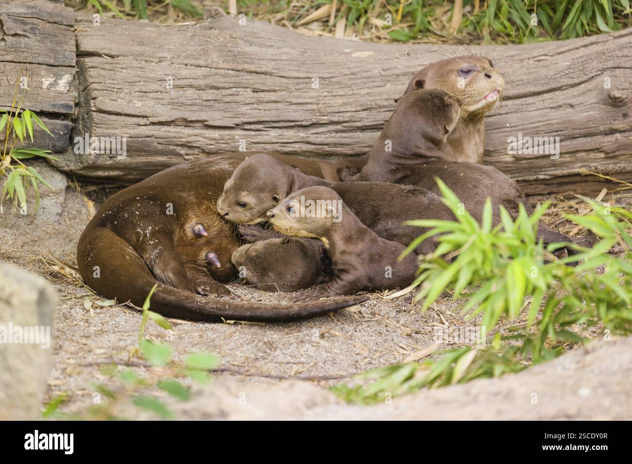 A female giant otter or giant river otter (Pteronura brasiliensis ...