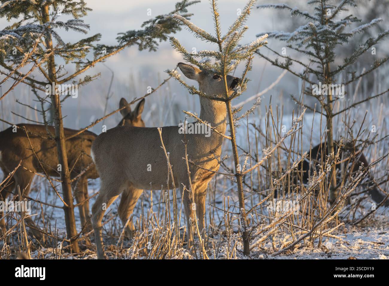 Roe deer between fir trees with hoar frost on the ground at minus 15 °C ...