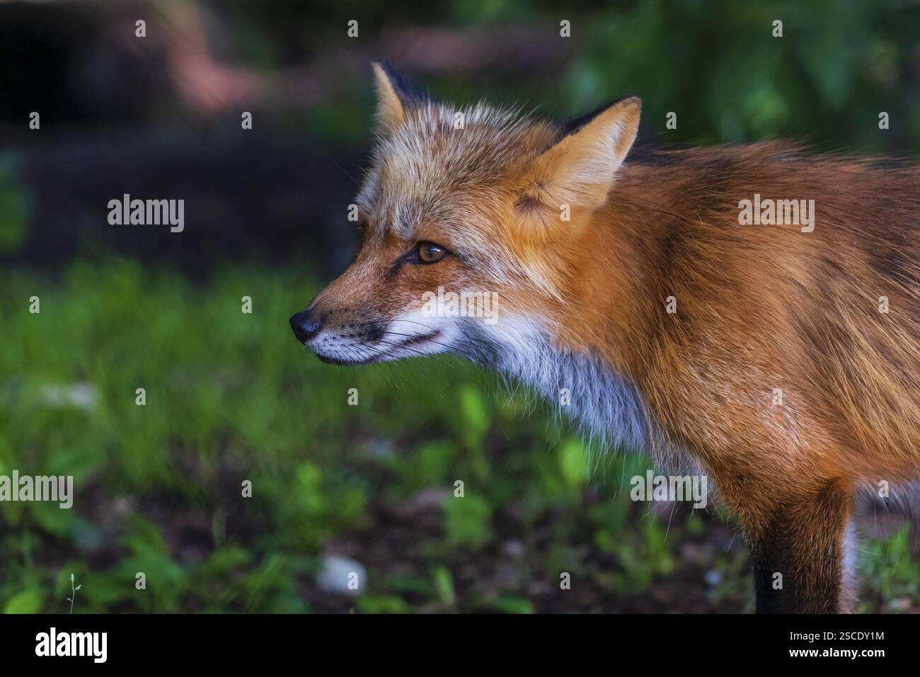 Portrait, sideview, of an adult red fox, Vulpes vulpes Stock Photo - Alamy