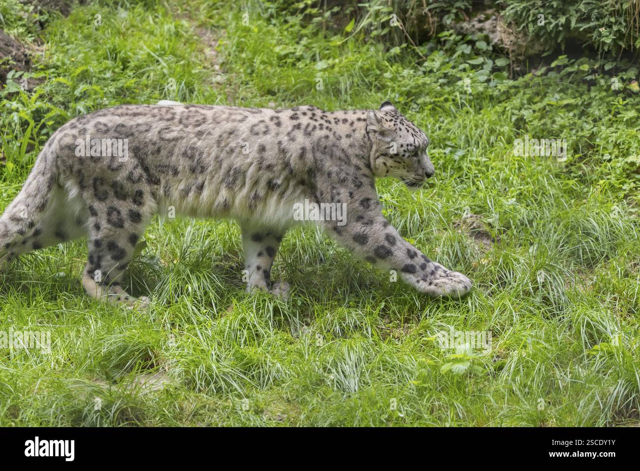 One adult snow leopard (Panthera uncia) walking over green grass with ...