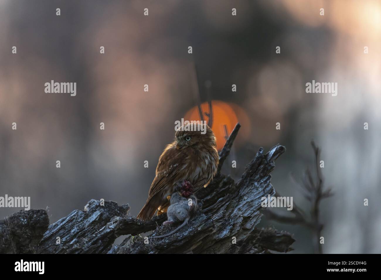 One East Brazilian pygmy owl (Glaucidium minutissimum), also known as ...