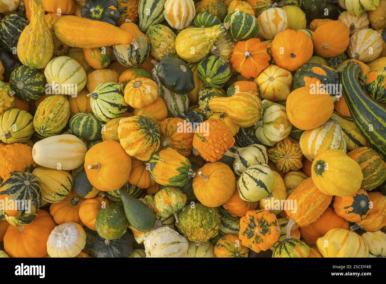 Decorative pumpkin, not edible Stock Photo - Alamy