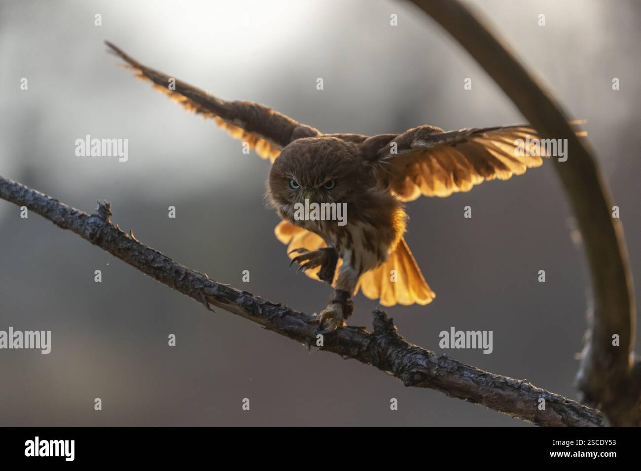 One East Brazilian pygmy owl (Glaucidium minutissimum), also known as ...
