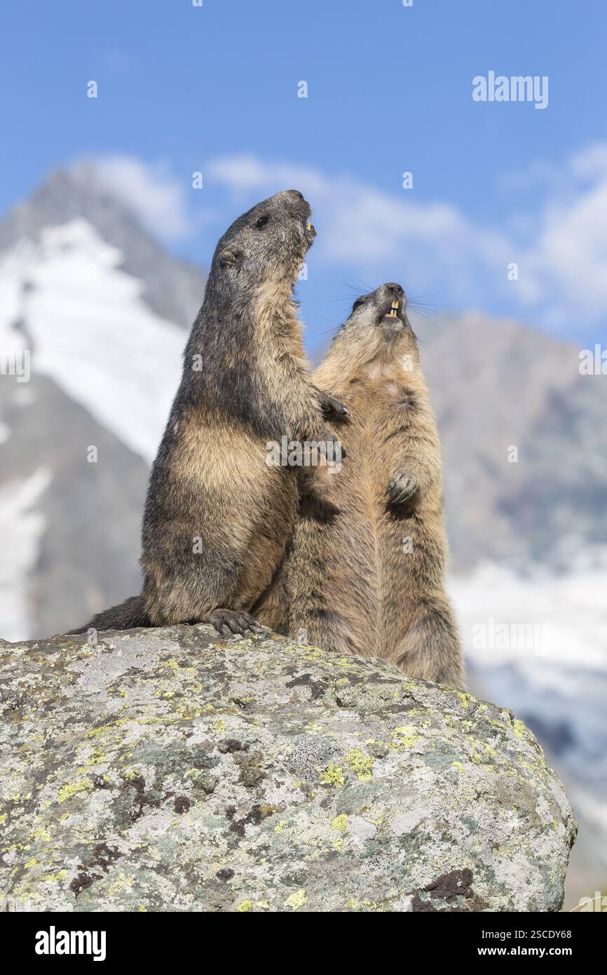 Two adult Alpine Marmot, Marmota marmota, standing erected on a rock. Grossglockner Mountain in ...