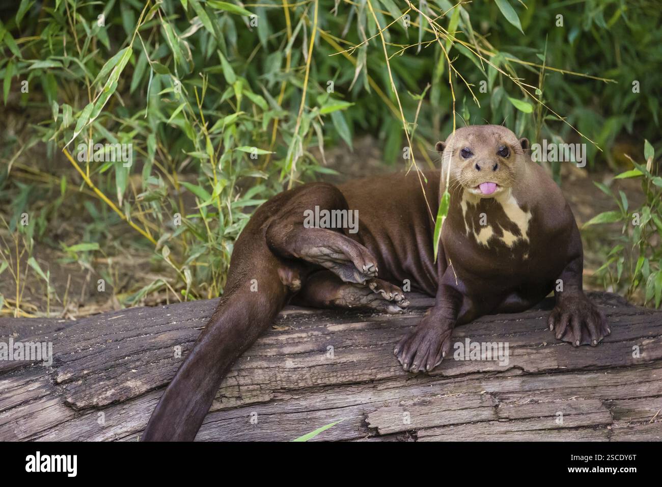 A giant otter or giant river otter (Pteronura brasiliensis) rests on a ...