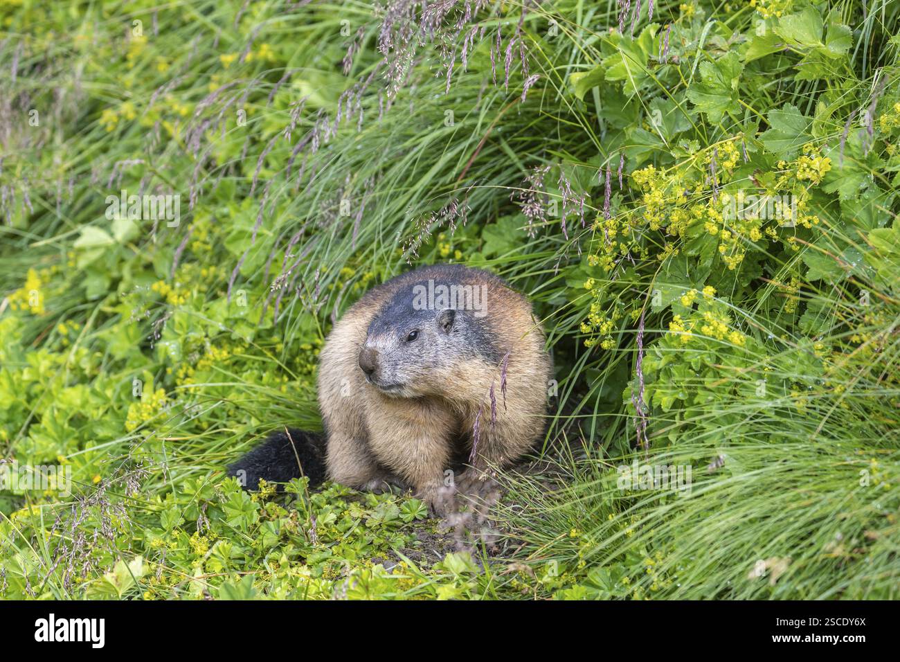 One adult Alpine Marmot, Marmota marmota, sitting in front of his den ...