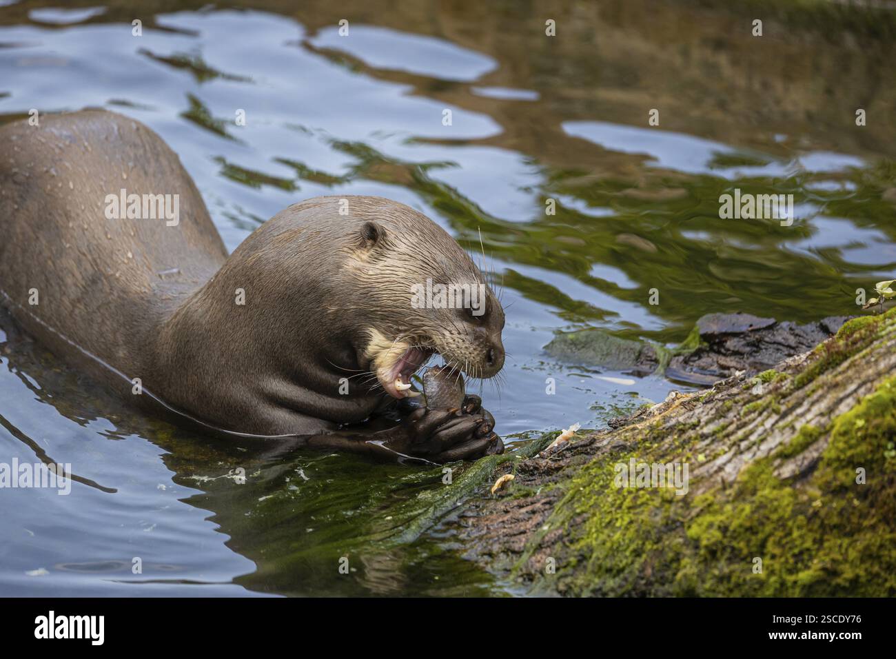 One giant otter or giant river otter (Pteronura brasiliensis) resting ...