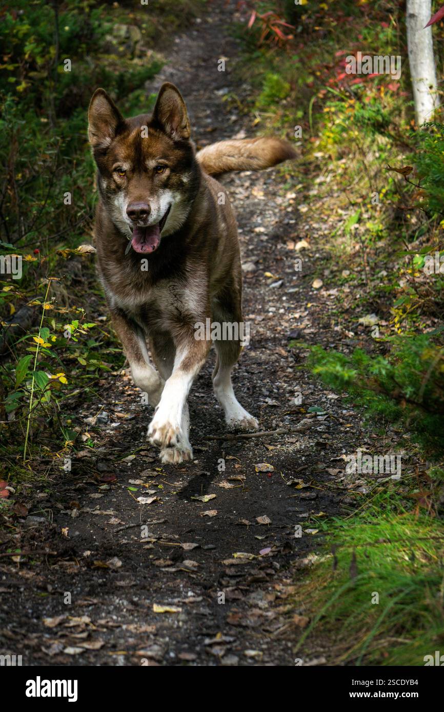 Athlete runs along running track hi-res stock photography and images ...