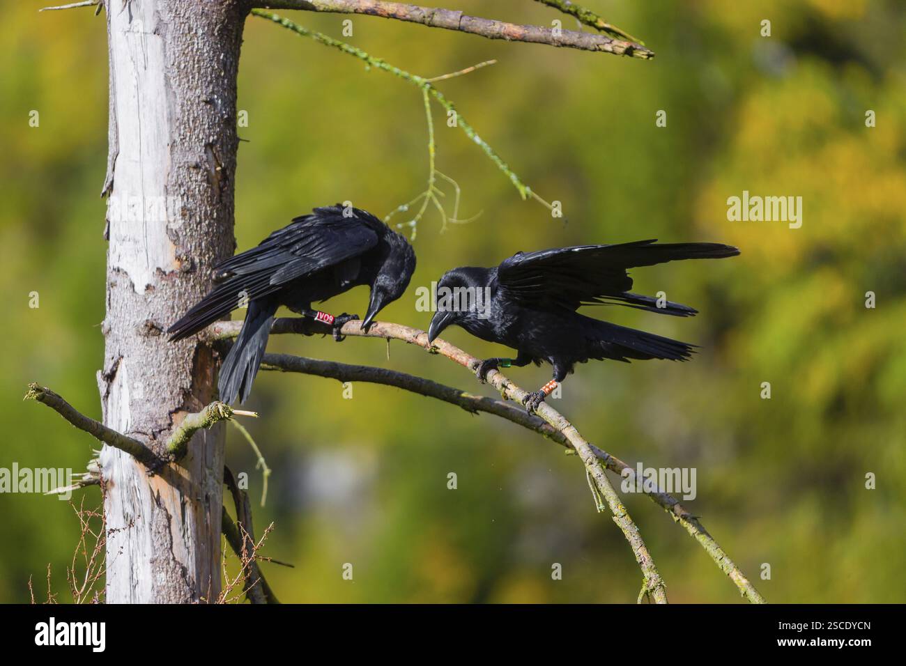 Two common raven (Corvus corax) clean their beaks at a twig of a dead ...