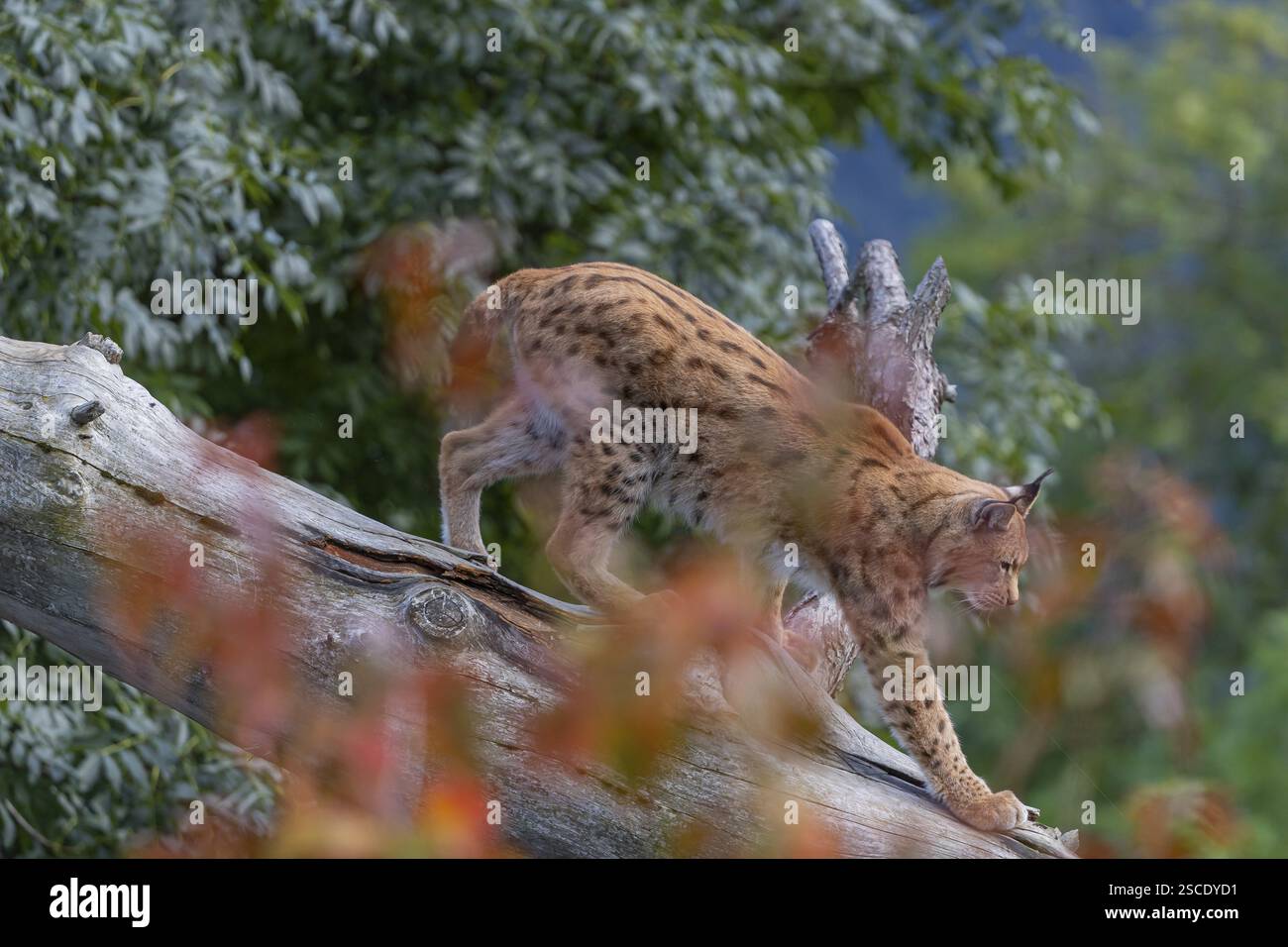 One Eurasian lynx, (Lynx lynx), walking down a fallen tree. Side view ...
