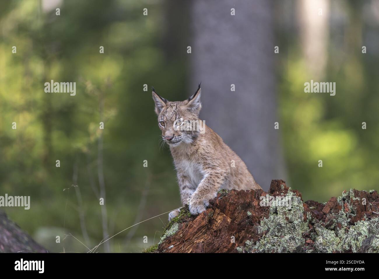 One young Eurasian lynx, (Lynx lynx), standing on a rotten tree stump ...