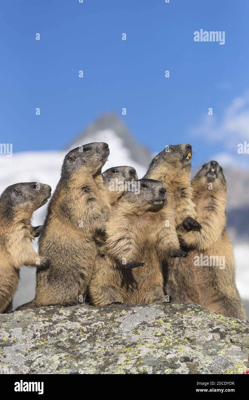 Group of Alpine Marmots, Marmota marmota, sideview portrait in early ...