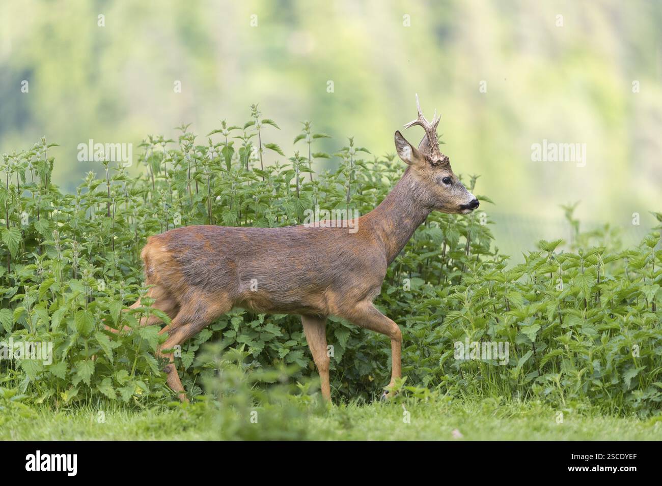 One male Roe Deer, Roe buck (Capreolus capreolus), standing in a ...