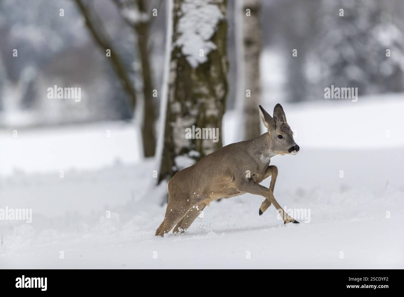 Roe deer run through forest hi-res stock photography and images - Alamy
