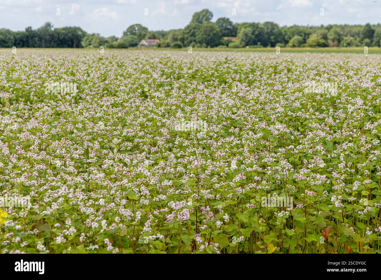 Agricultural field with blooming buckwheat at the countryside of The ...