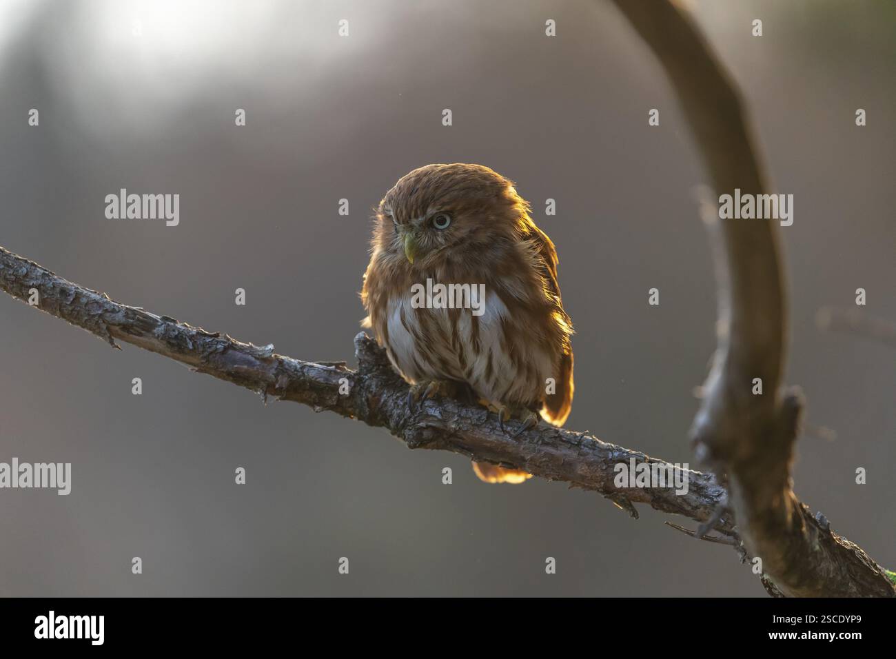 One East Brazilian pygmy owl (Glaucidium minutissimum), also known as ...