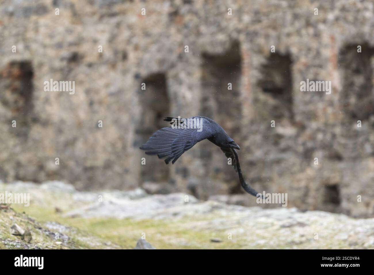 One common raven (Corvus corax), flying between the walls of a ruin of ...