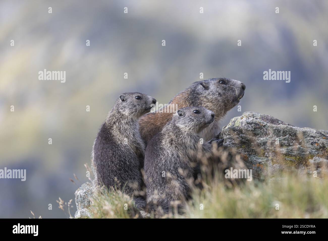 One adult Alpine Marmot, Marmota marmota, and two young marmots sitting on a rock. Mountains in ...