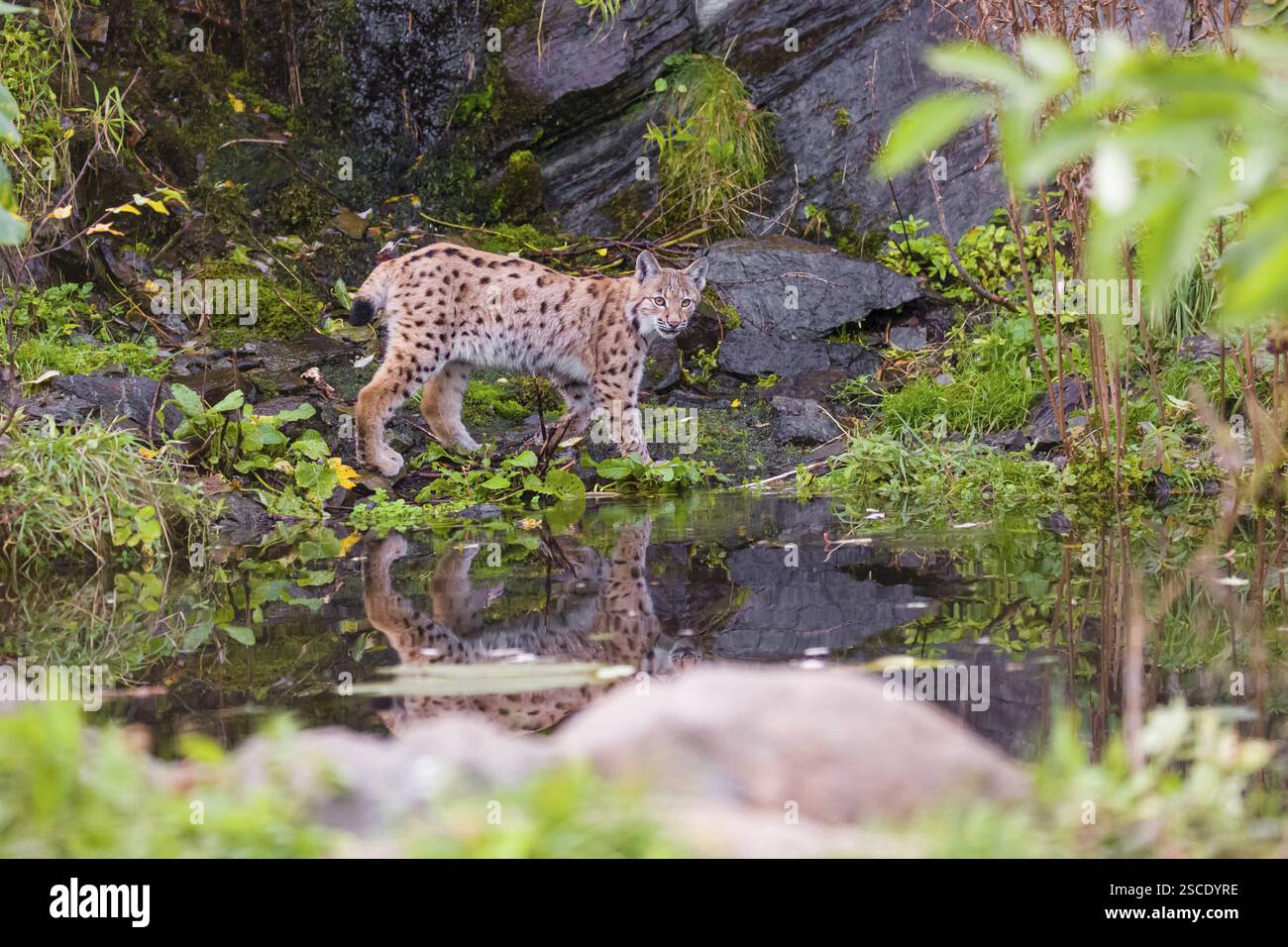 A Eurasian lynx, (Lynx lynx) runs between a small pond and a very small ...