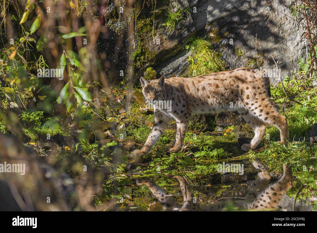 A Eurasian lynx, (Lynx lynx) runs between a small pond and a very small ...