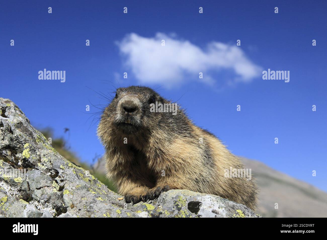 One adult Alpine Marmot, Marmota marmota, resting on a rock with a single cloud in a blue sky ...