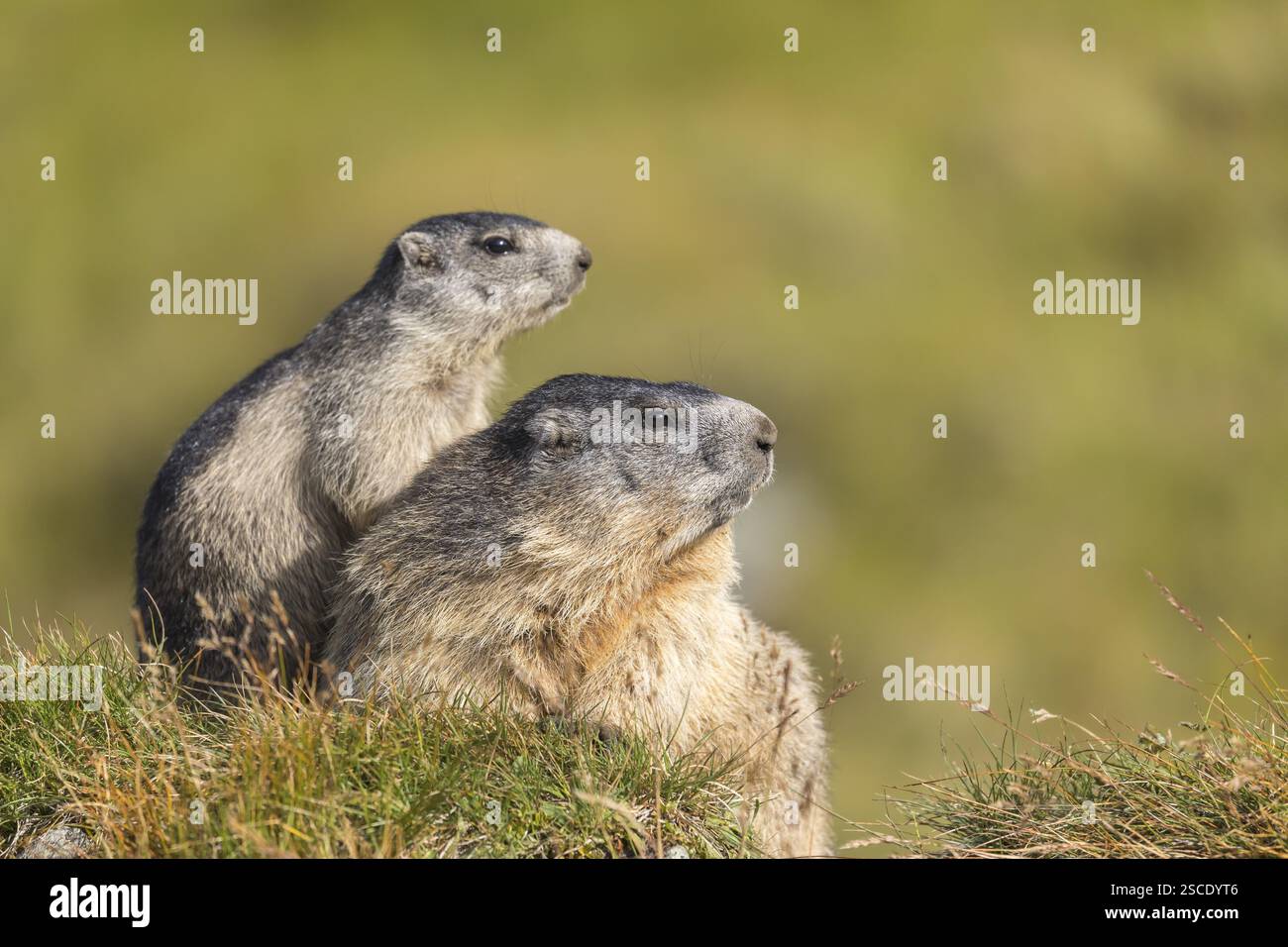 One adult Alpine Marmot, Marmota marmota, and one young marmot standing side by side. Early ...