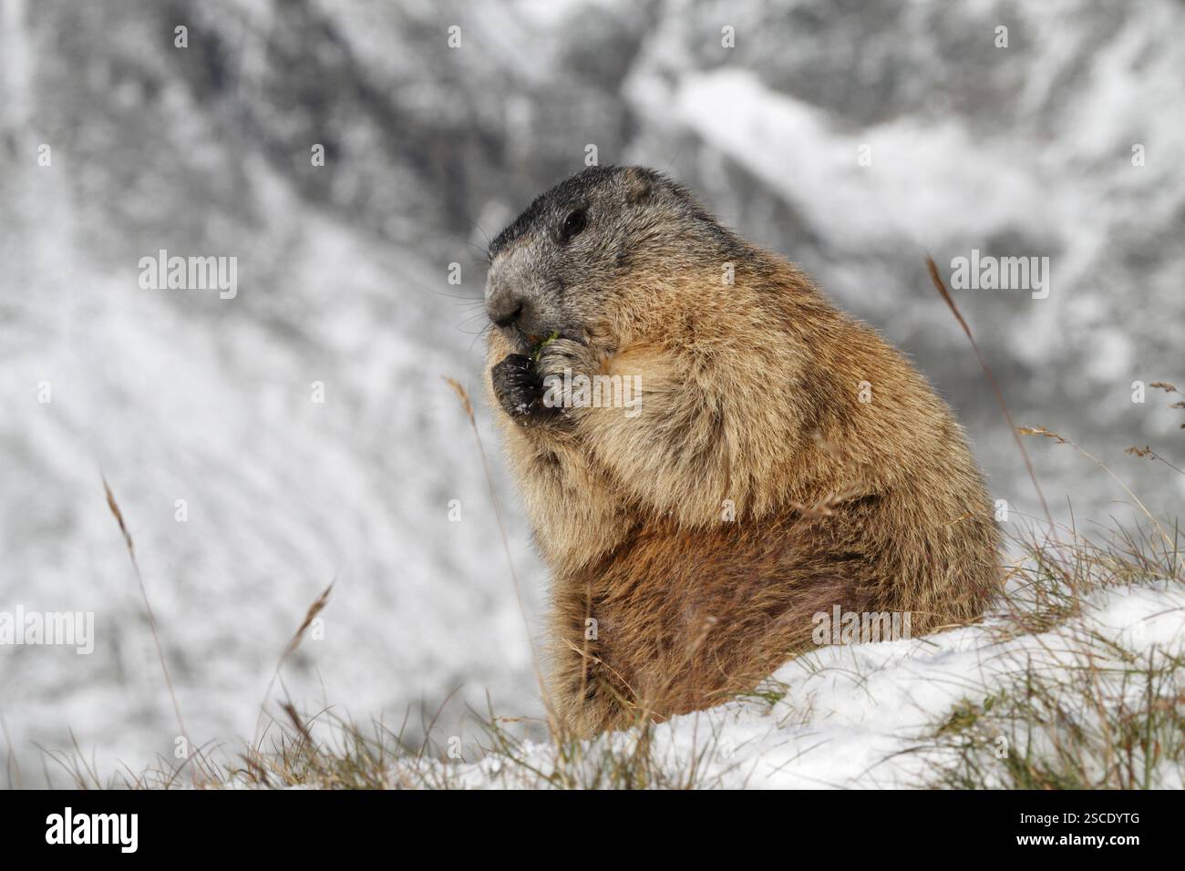 One adult Alpine Marmot, Marmota marmota, resting on a rock feeding on something. A snowy ...