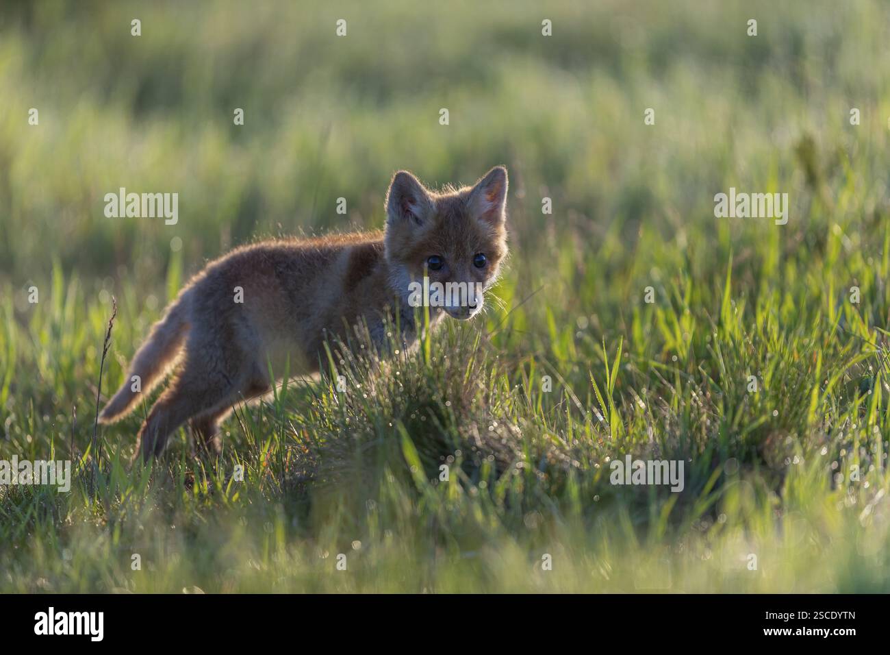 One young red fox, Vulpes vulpes, walking over a meadow with tall fresh ...