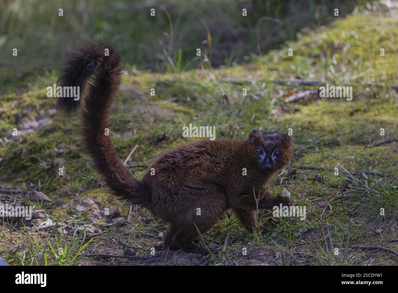 One red-bellied lemur (Eulemur rubriventer) sitting on grass, feeding ...