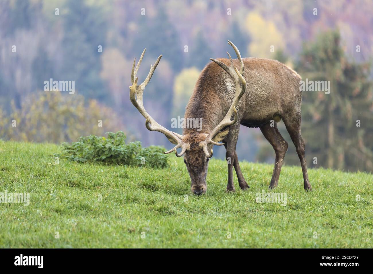 Red Deer buck at the end of the rutting season Stock Photo - Alamy