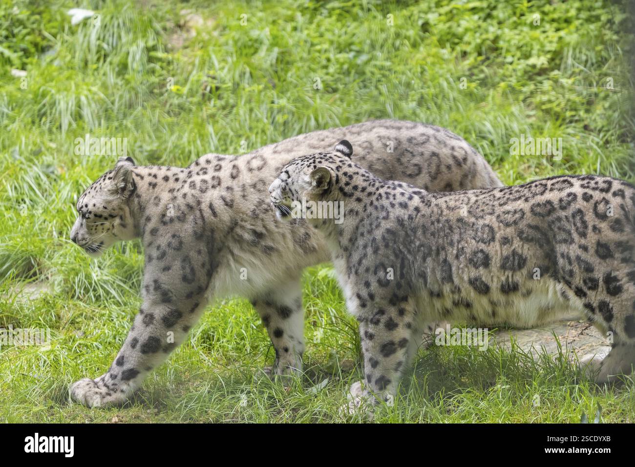 Two adult snow leopard (Panthera uncia) walking over green grass side ...