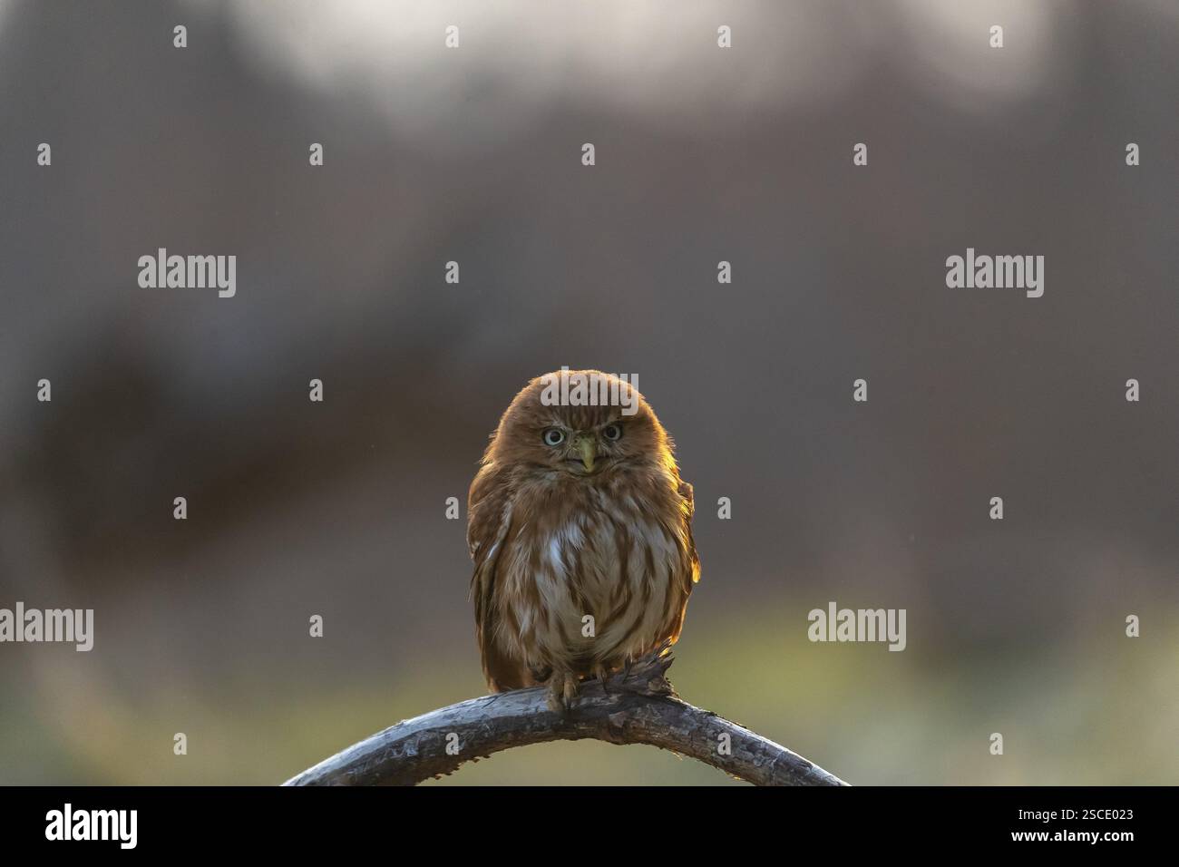 One East Brazilian pygmy owl (Glaucidium minutissimum), also known as ...