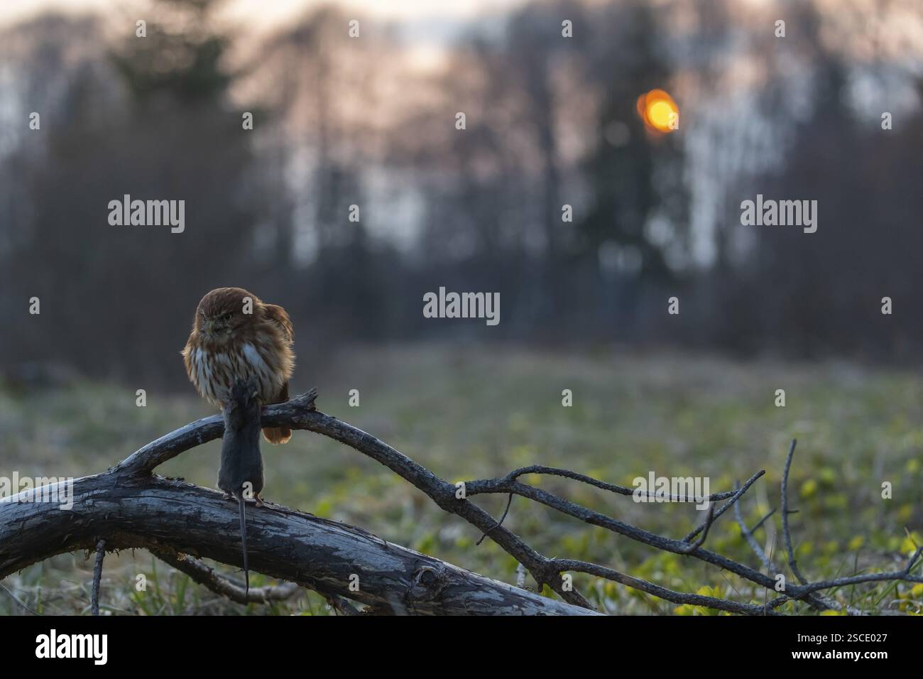 One East Brazilian pygmy owl (Glaucidium minutissimum), also known as ...