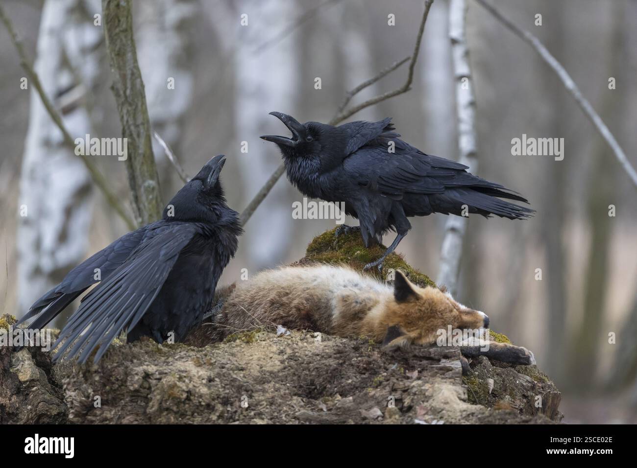 Two common raven (Corvus corax), fighting and feeding on the carcass of ...