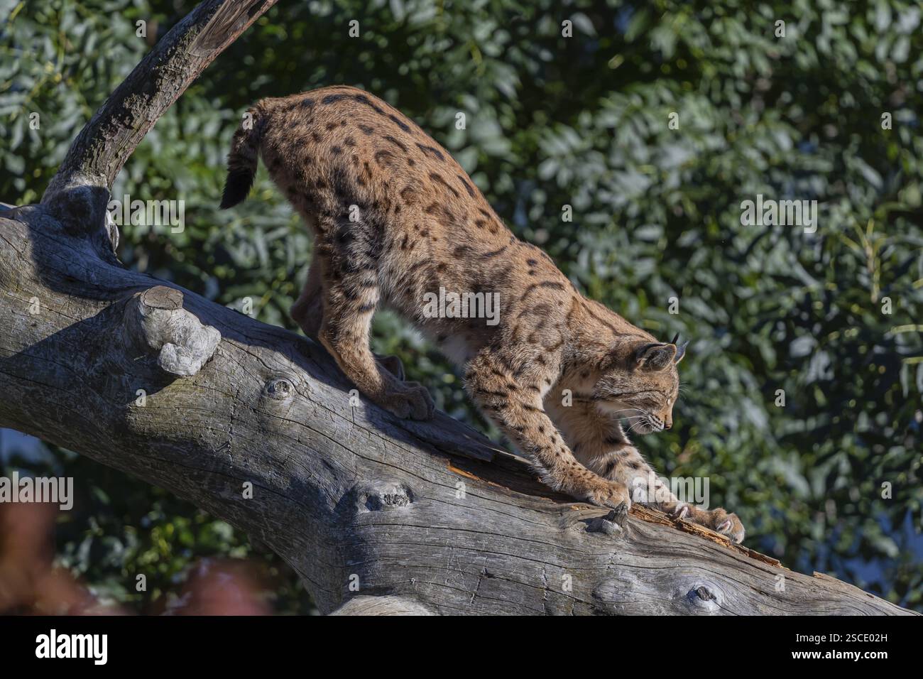 One Eurasian lynx, (Lynx lynx), walking down a fallen tree. Side view ...