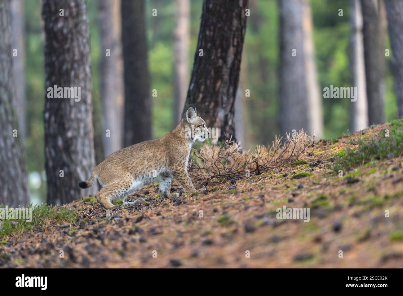 One young Eurasian lynx, (Lynx lynx), standing in a forest. Green ...